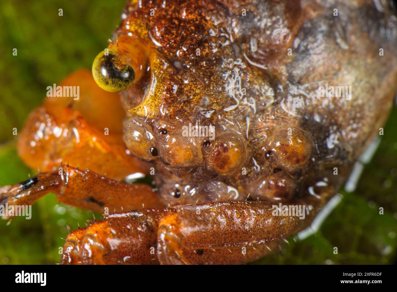 Mandarin Crab (Geosesarma notophorum), adult female with her spawn on ...