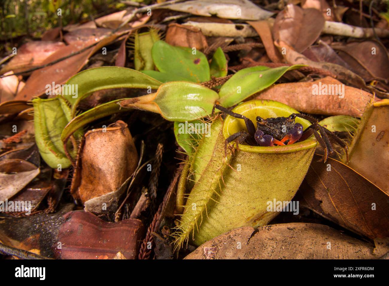 Land crab (Geosesarma sp.) which raids Pitcher plant (Nepenthes ...