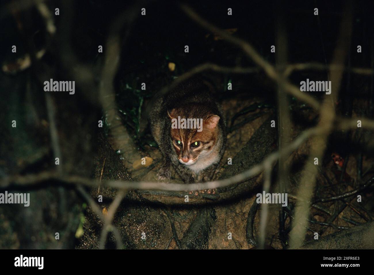 Flat-headed Cat (Prionailurus planiceps). Kinabatangan Wildlife ...