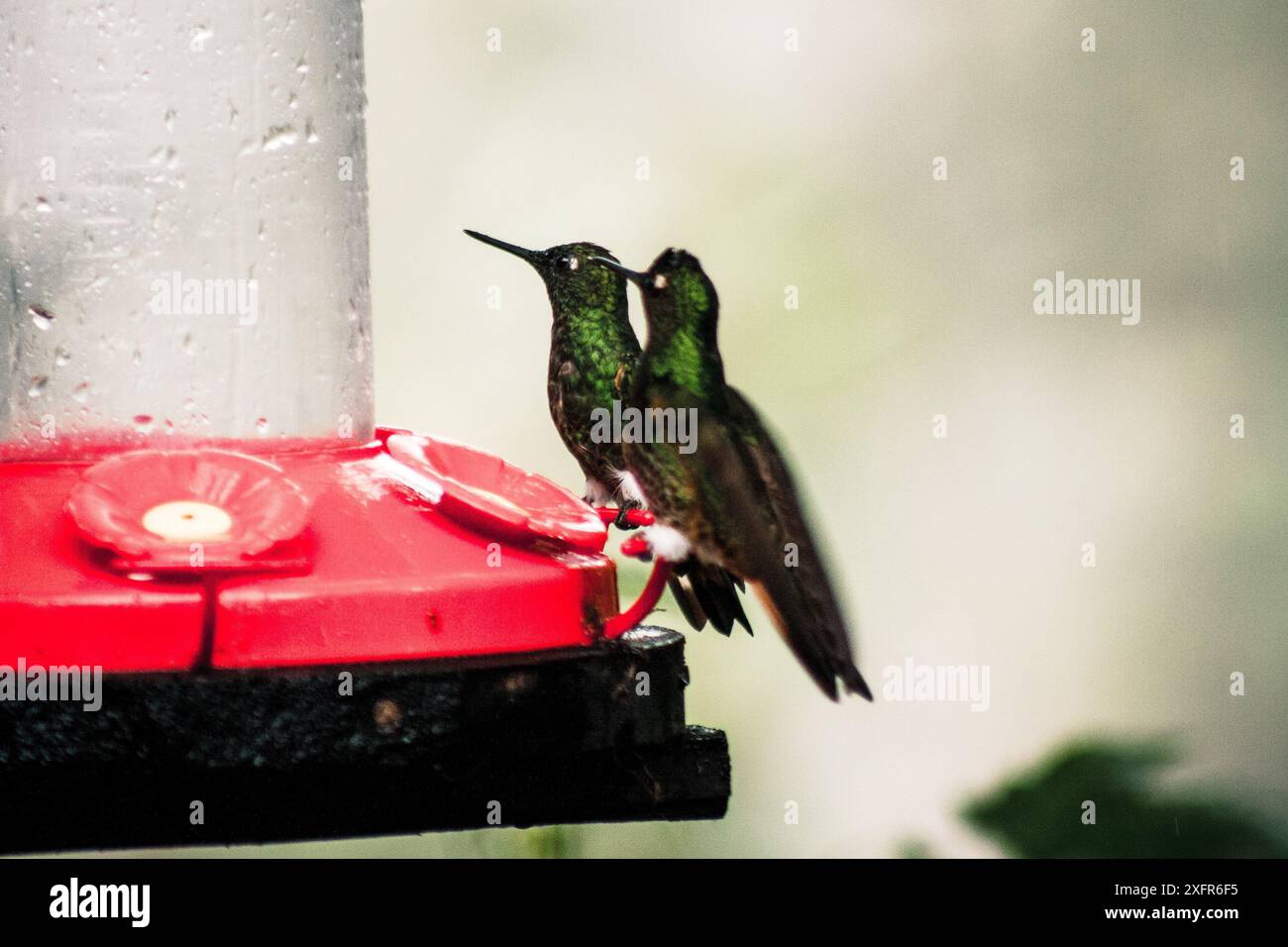 Two emerald-green hummingbirds perch at a red feeder during a rain ...