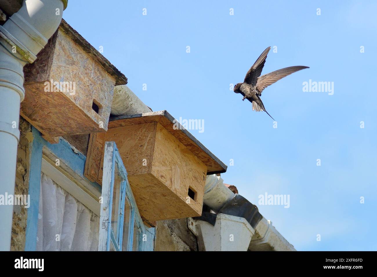 Common swift (Apus apus) flying to a nest box with its throat pouch ...