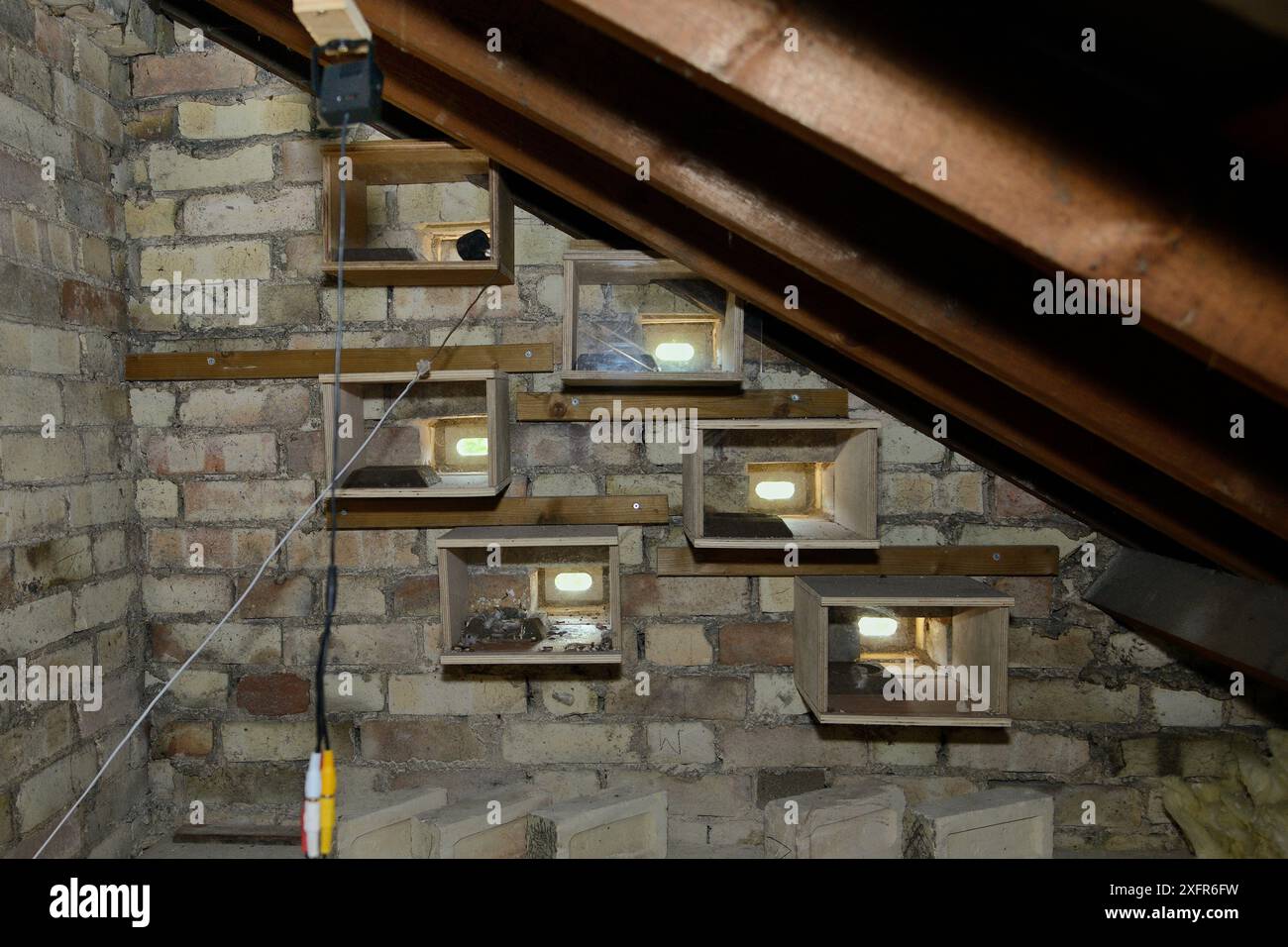 Nests in holes in buildings hi-res stock photography and images - Alamy