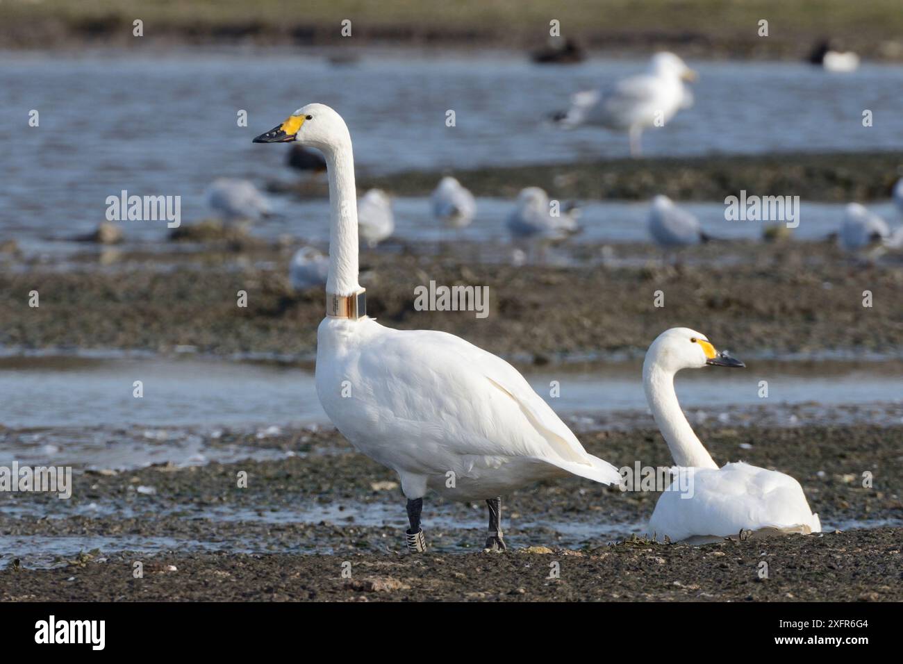 Gps animal hi-res stock photography and images - Alamy