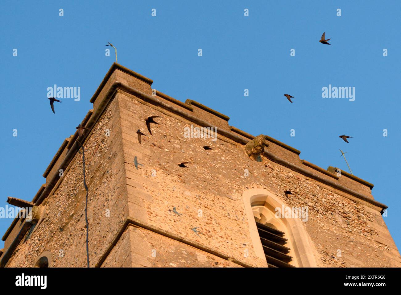Screaming party of Common swifts (Apus apus) flying around a church ...