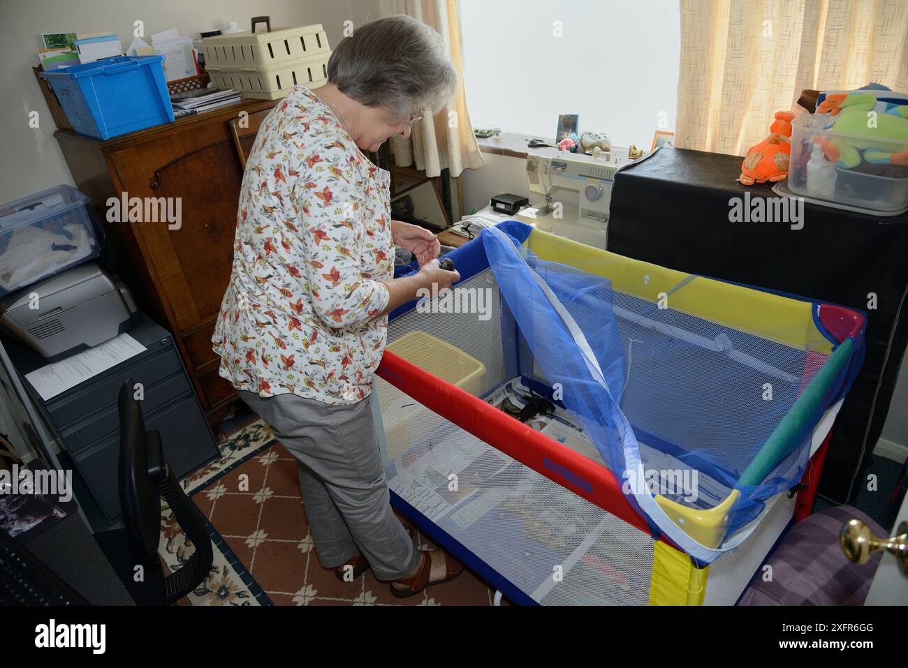Judith Wakelam returns an orphan Common swift chick (Apus apus) to a ...
