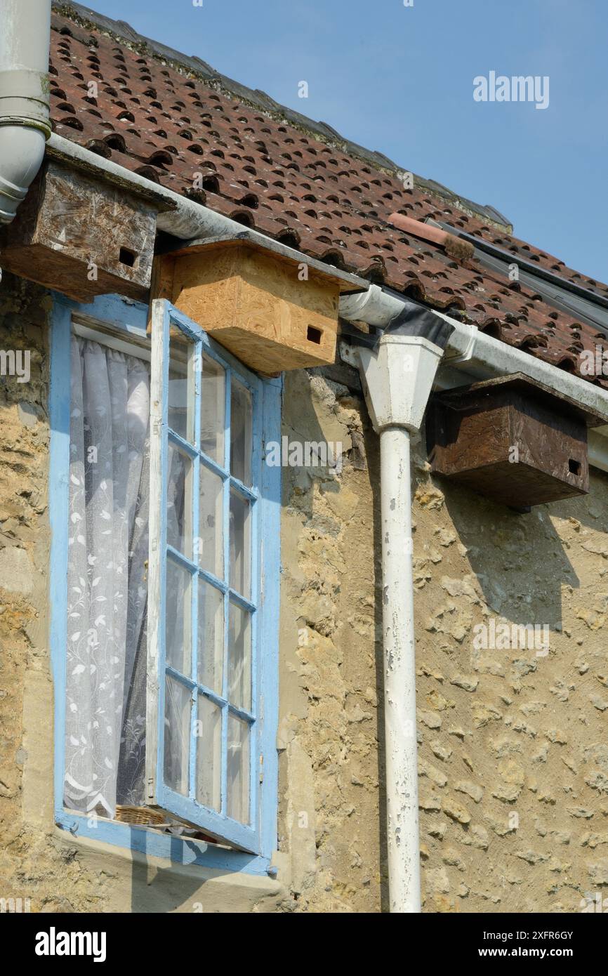 Swift nest boxes atached to the eaves of a cottage, Hilperton ...