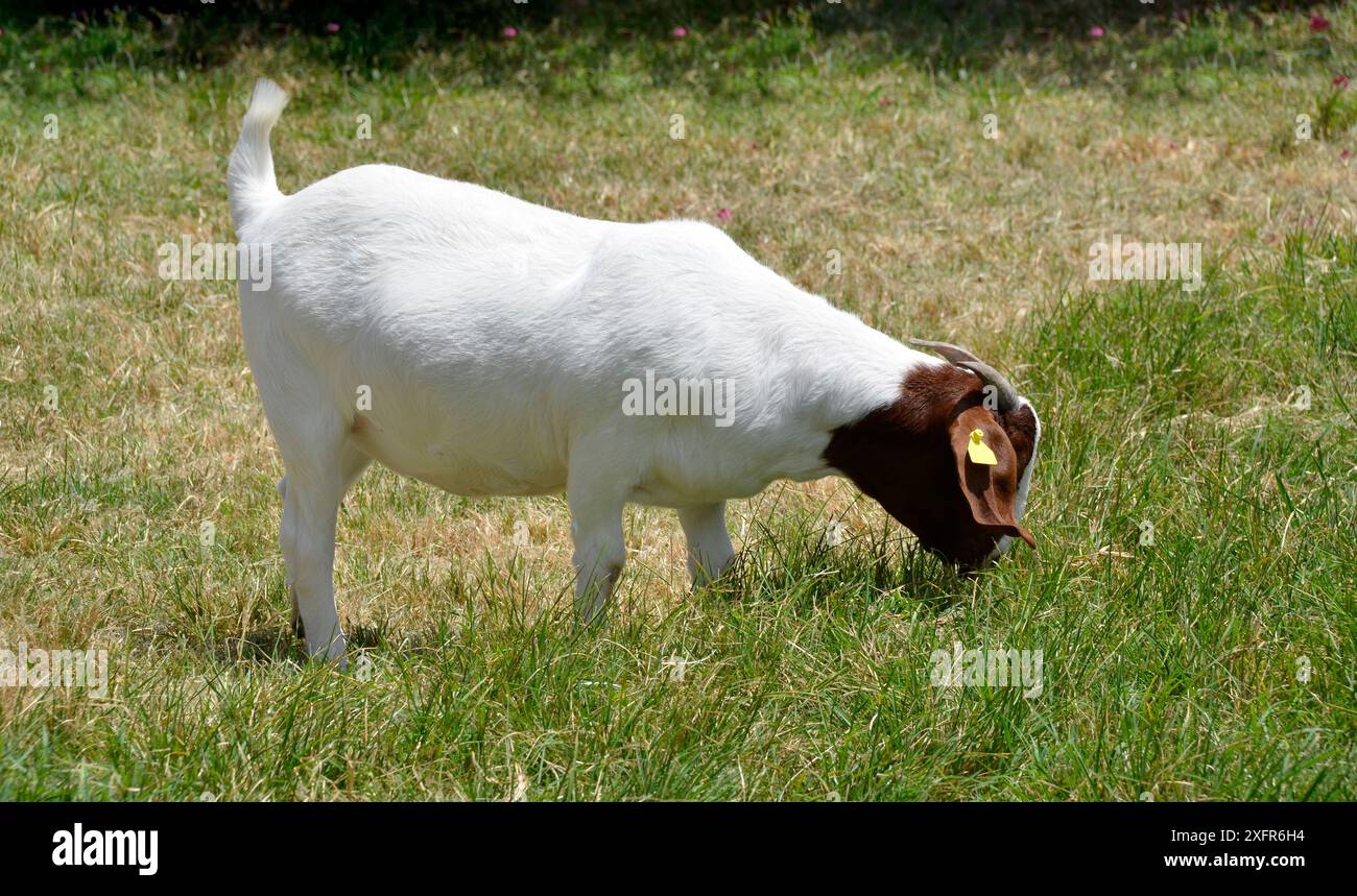 Large Boer goat grazing in the green pastures of the farm Stock Photo ...