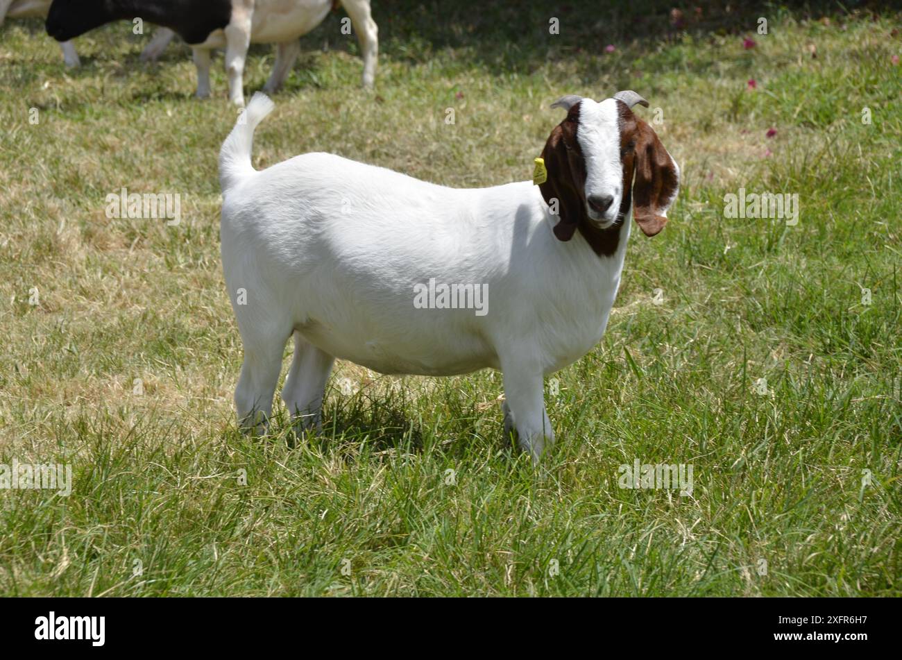 Young goats grazing hi-res stock photography and images - Alamy