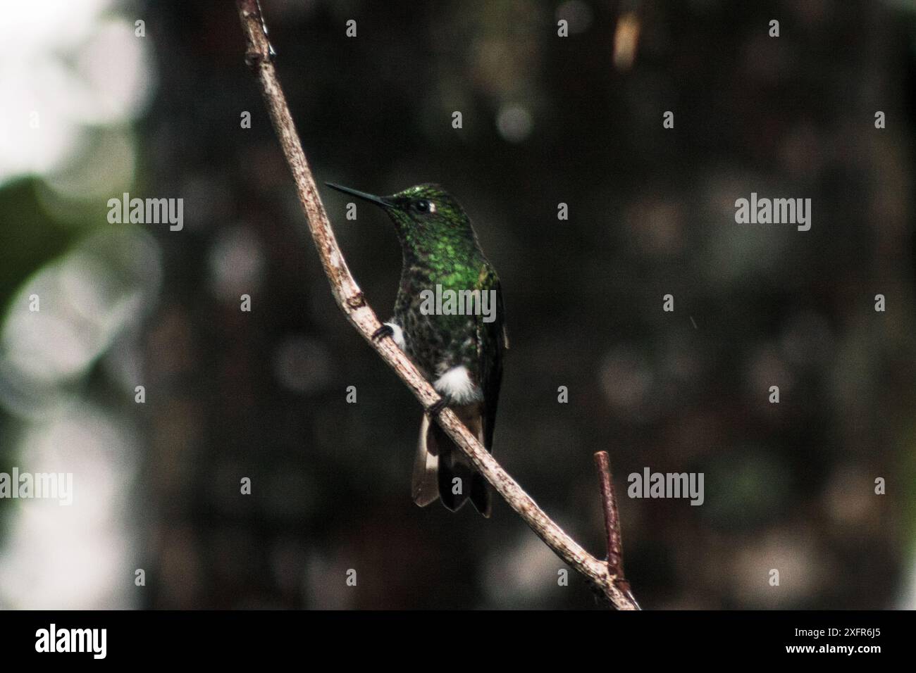 A vibrant green hummingbird perches elegantly on a branch in the dense ...