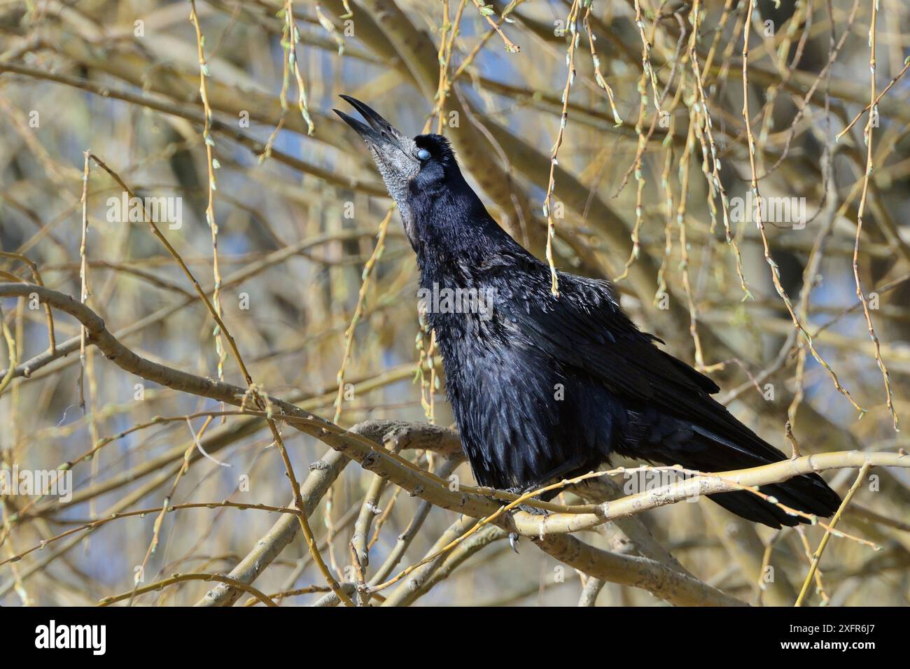 Rook (Corvus frugilegus) calling while perched in a Willow tree and ...