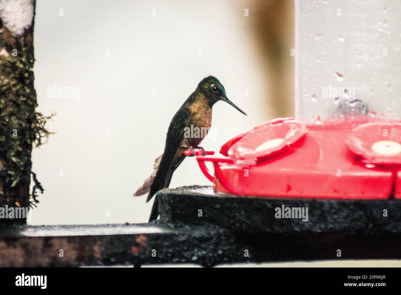 A stunning hummingbird perches at a red feeder, drinking nectar in ...