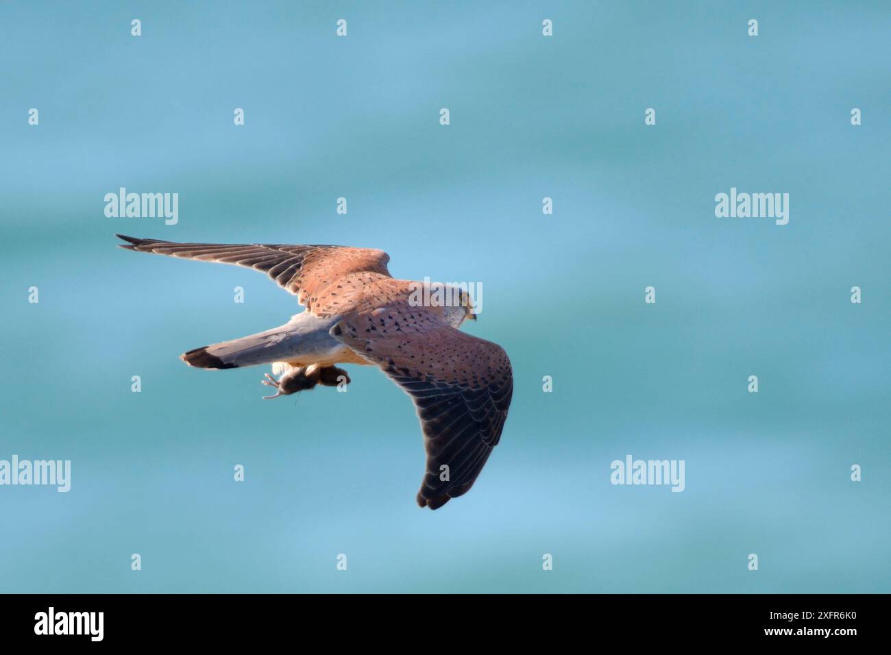 Kestrel (Falco tinnunculus) flying over sea with Short-tailed field ...