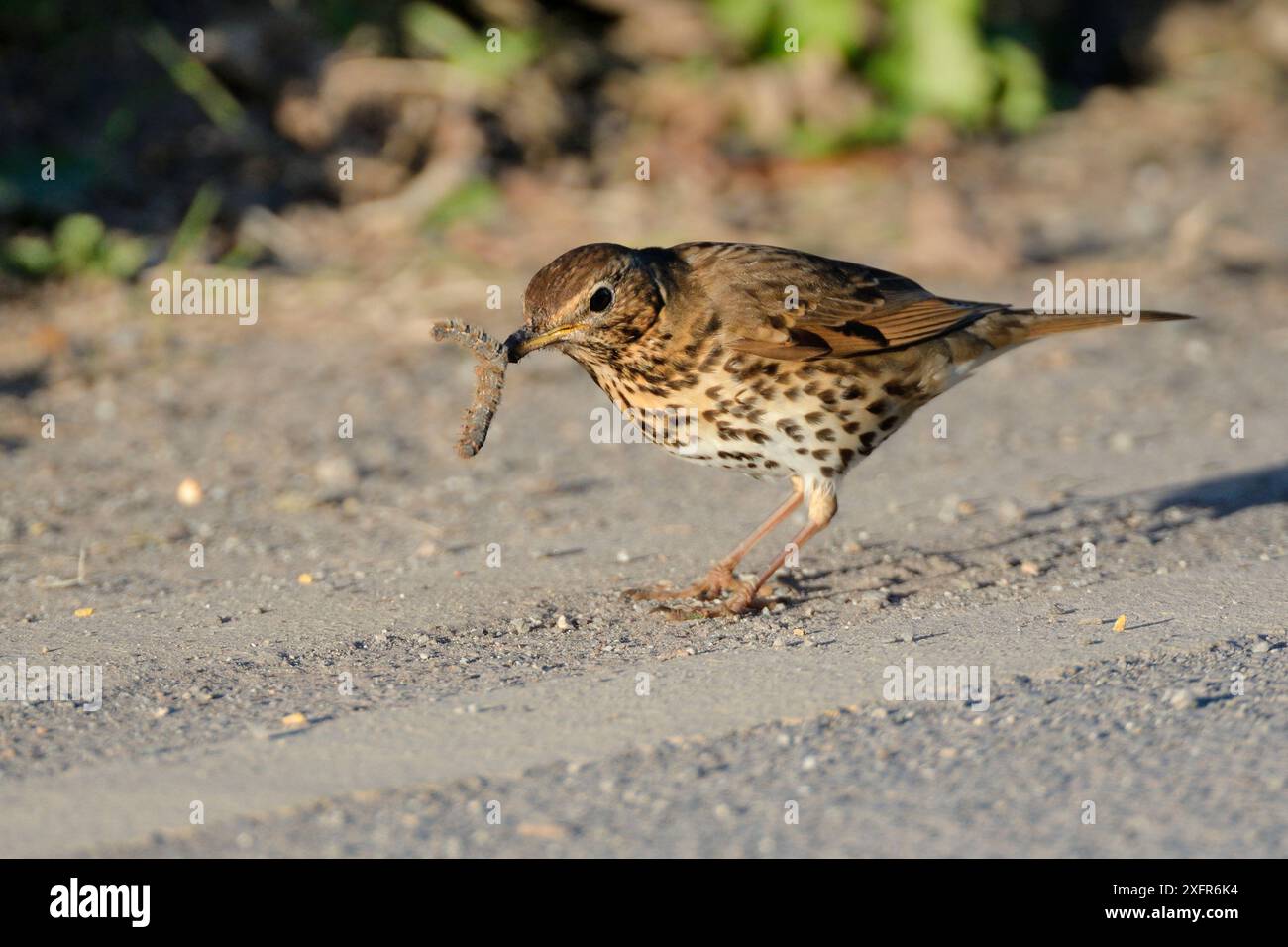 Manipulating prey hi-res stock photography and images - Alamy
