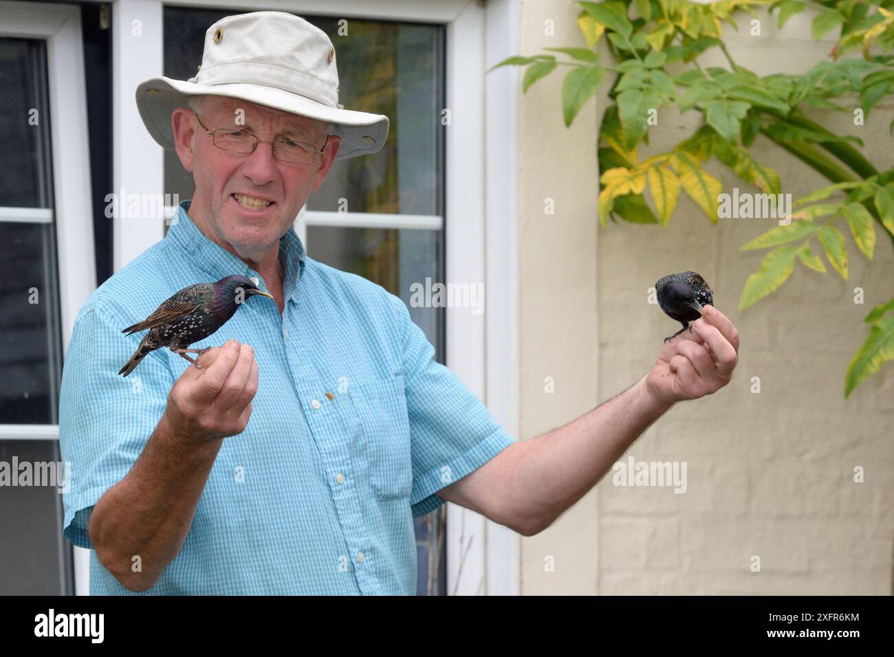 Two Common starlings (Sturnus vulgaris), habituated from a young age ...