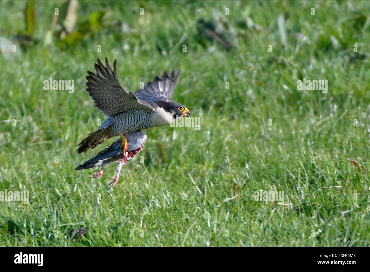 Peregrine falcon (Falco peregrinus) flying over meadow carrying Feral ...