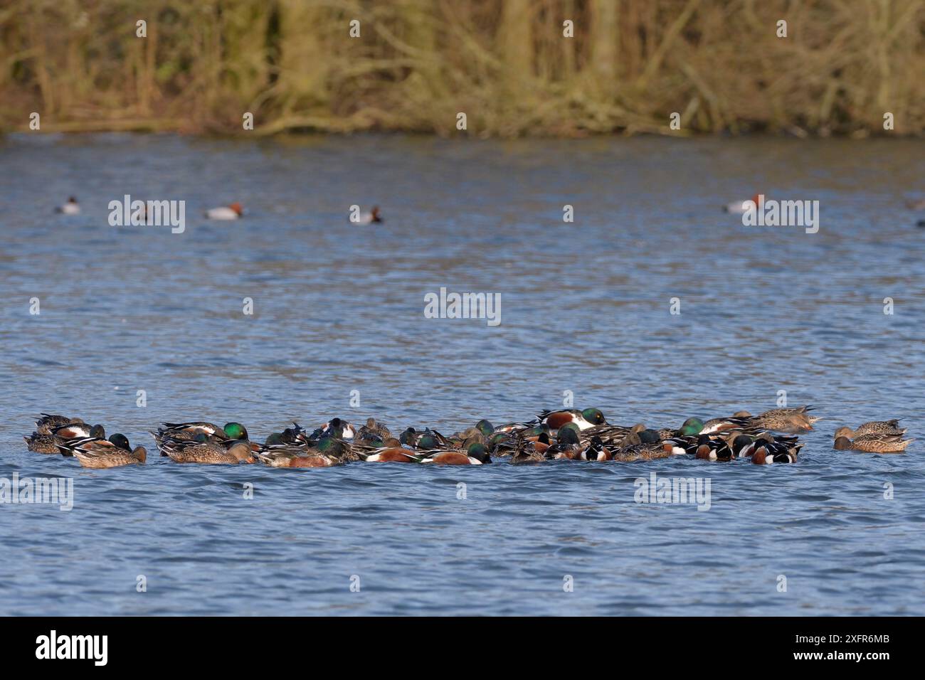 Shoveler filter feeding hi-res stock photography and images - Alamy