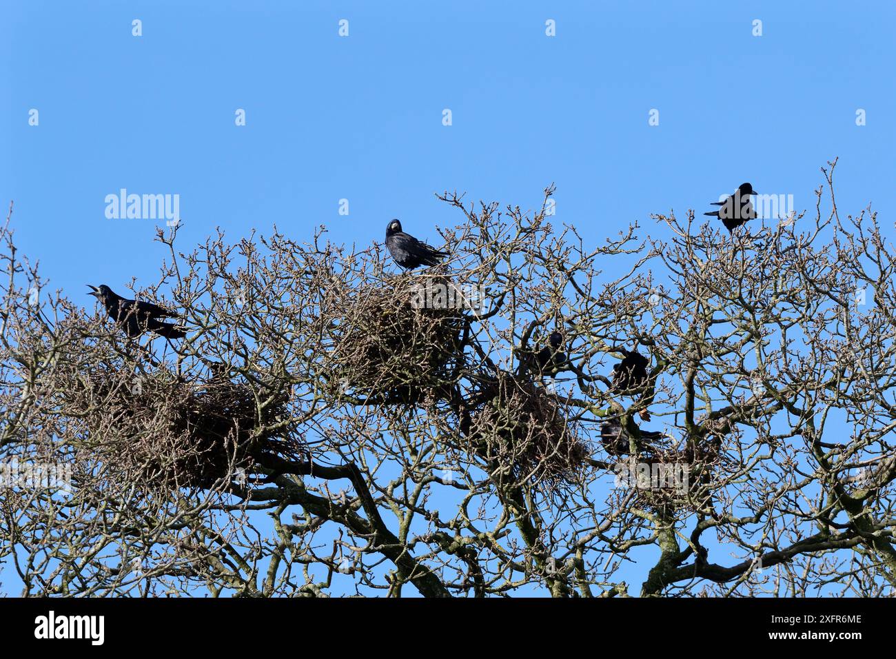 Rooks (Corvus frugilegus) on nests at a rookery high in trees, with one ...