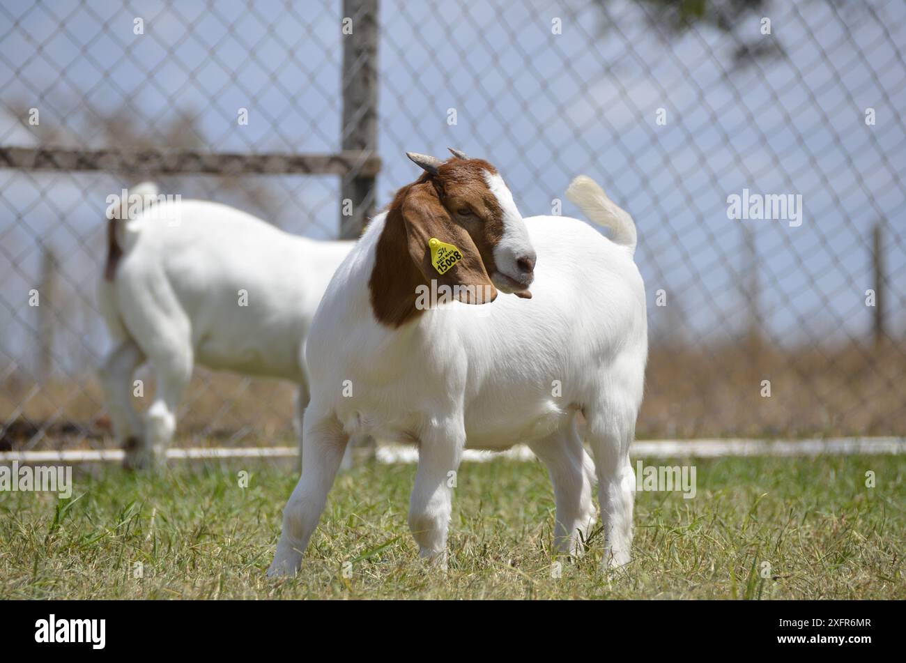Young goats grazing hi-res stock photography and images - Alamy