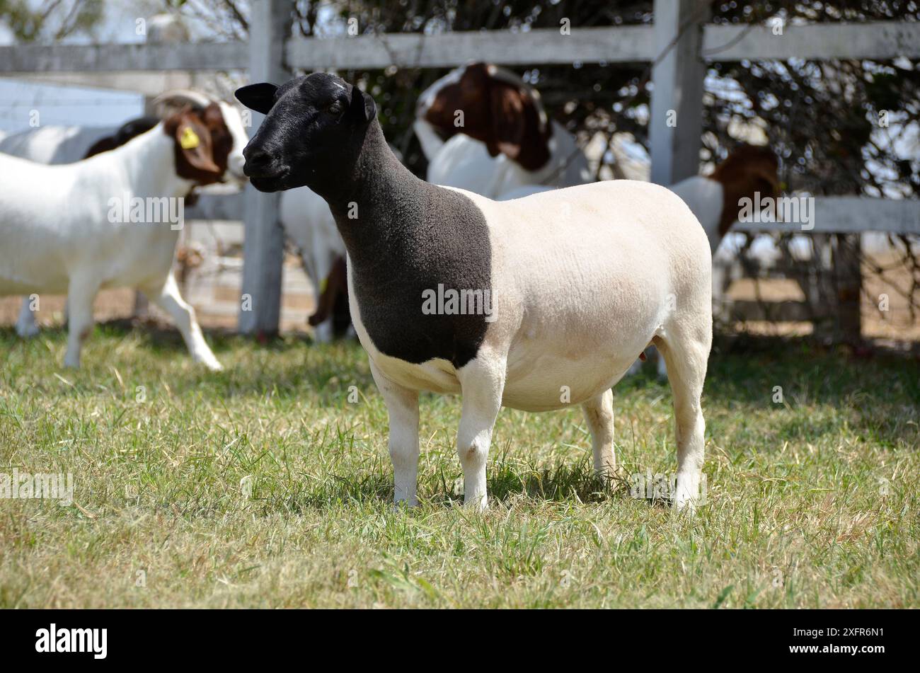 Dorper sheep hi-res stock photography and images - Alamy