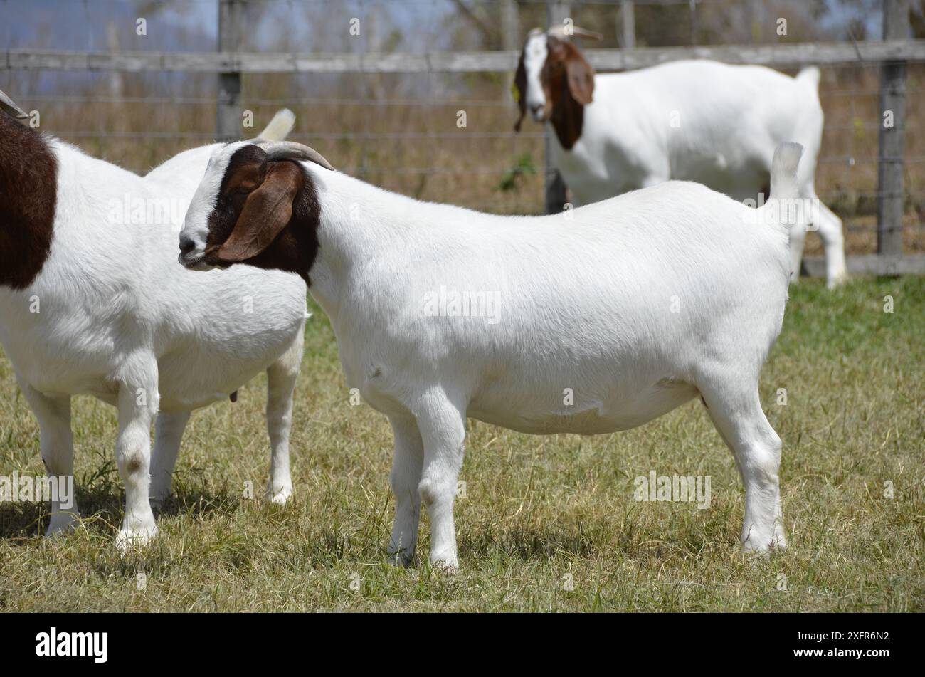 Females goats hi-res stock photography and images - Alamy