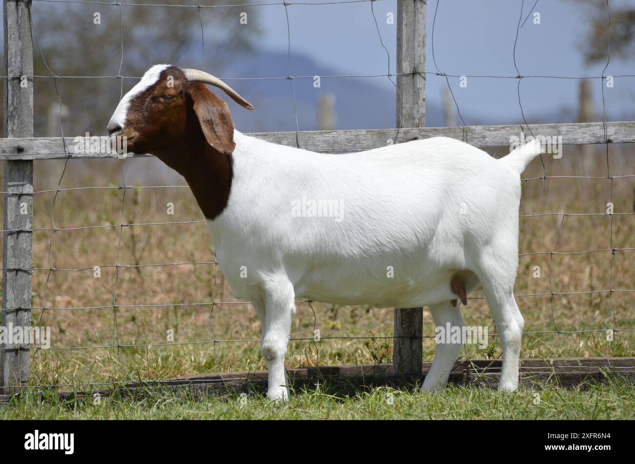Females goats hi-res stock photography and images - Alamy