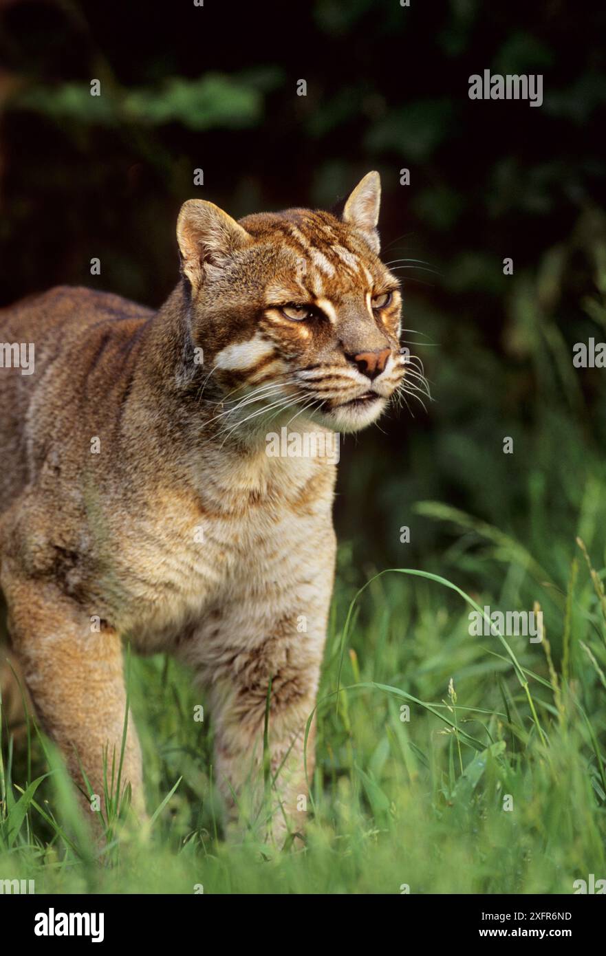 Temminck's / Asian Golden Cat (Pardofelis temmincki) captive, occurs in ...