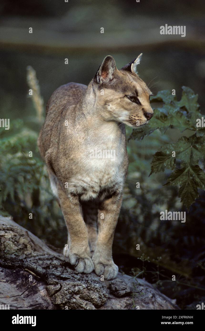 African golden cat (Caracal aurata) female, captive, occurs in West and ...