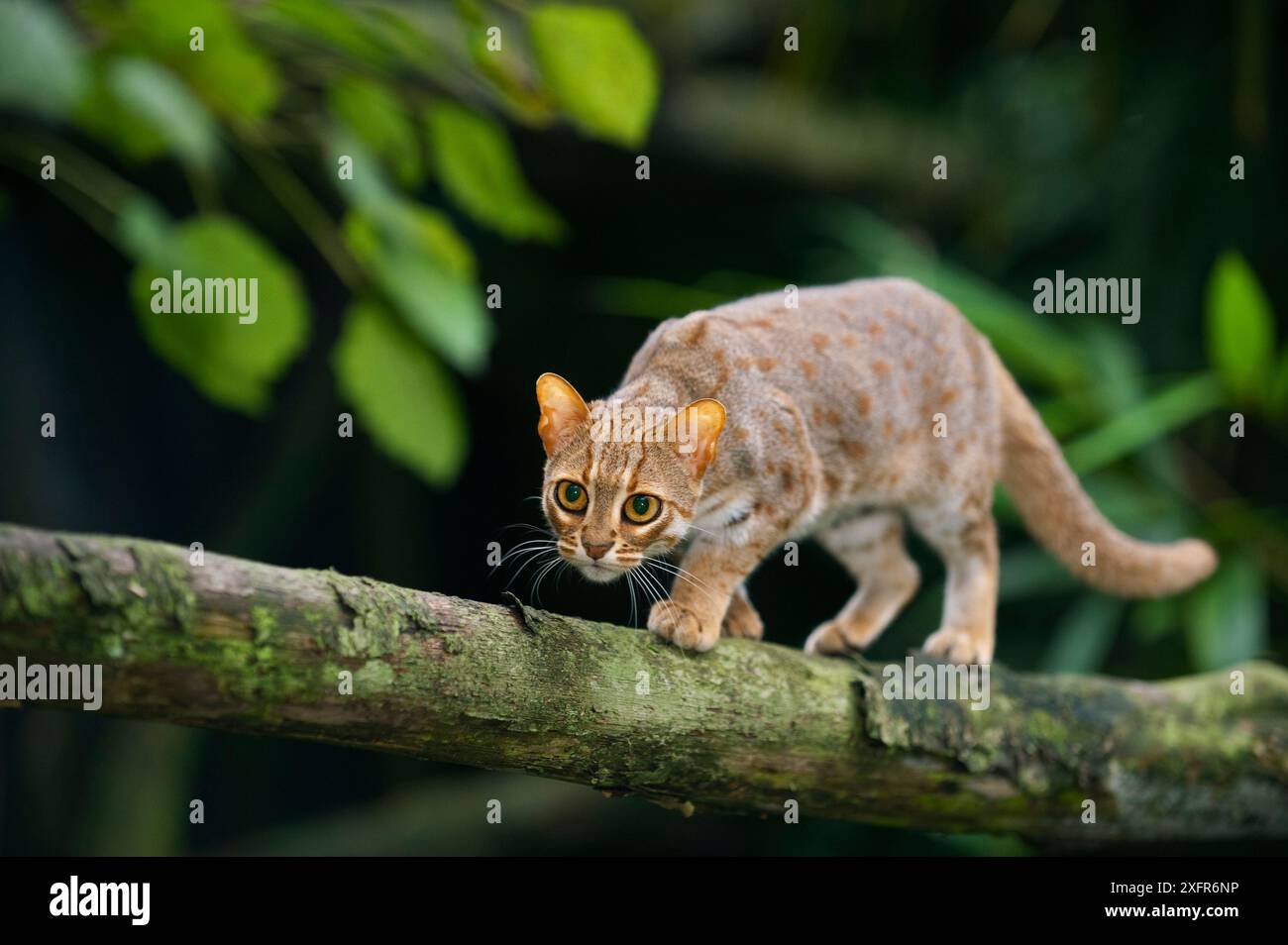 Rusty-spotted cat (Prionailurus rubininosus phillipsi) captive, occurs in Sri Lanka Stock Photo ...