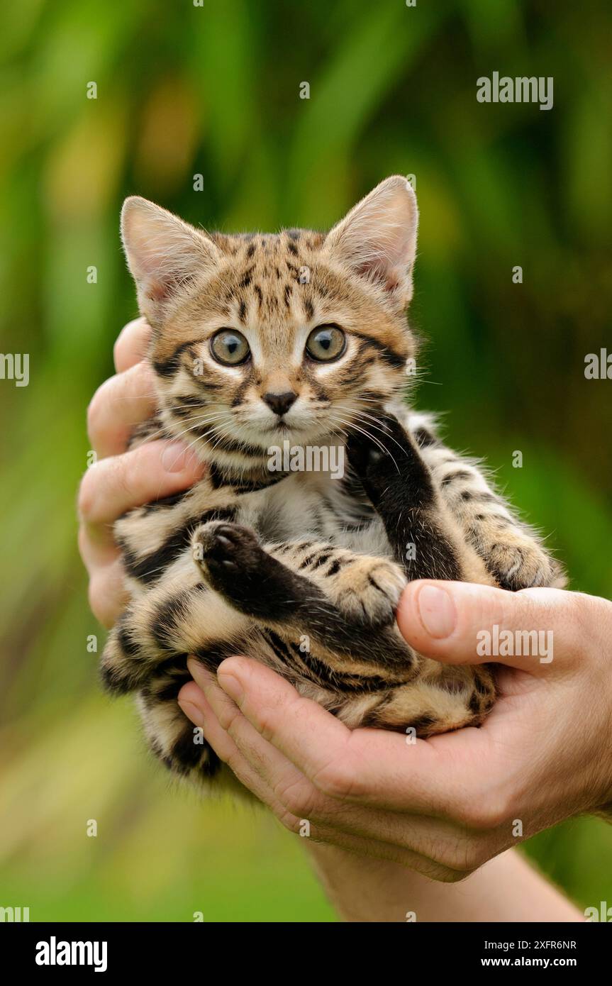 Black-footed cat (Felis nigripes) captive, occurs in Southern Africa ...