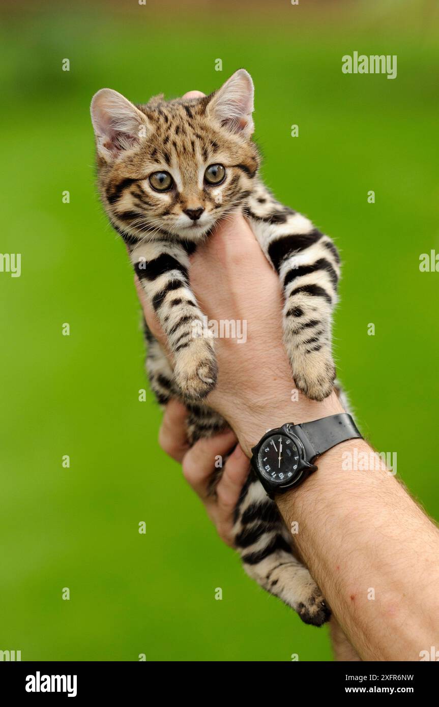 Black-footed cat (Felis nigripes) captive, occurs in Southern Africa ...