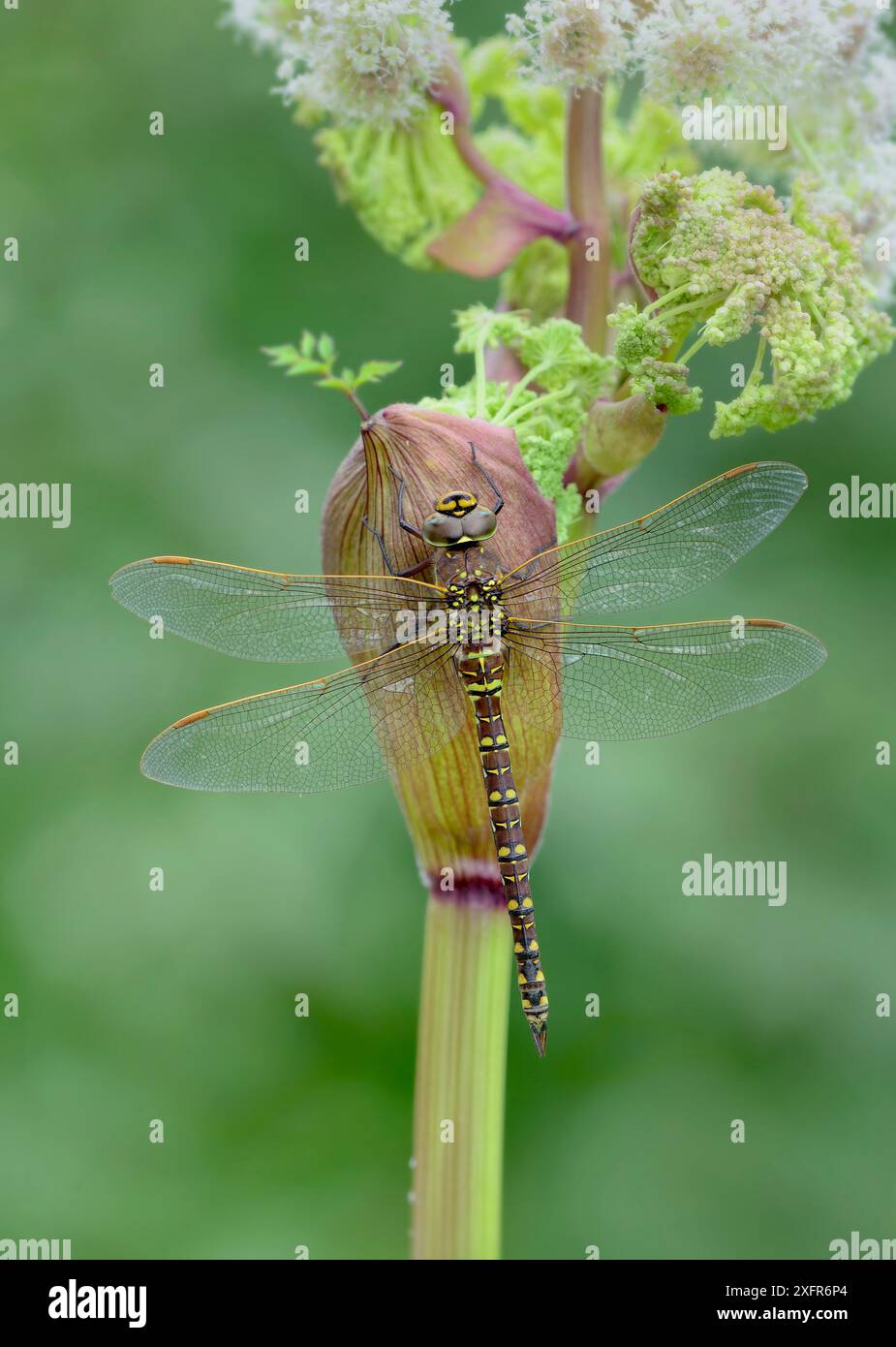 Common hawker sedge darner juncea hi-res stock photography and images ...