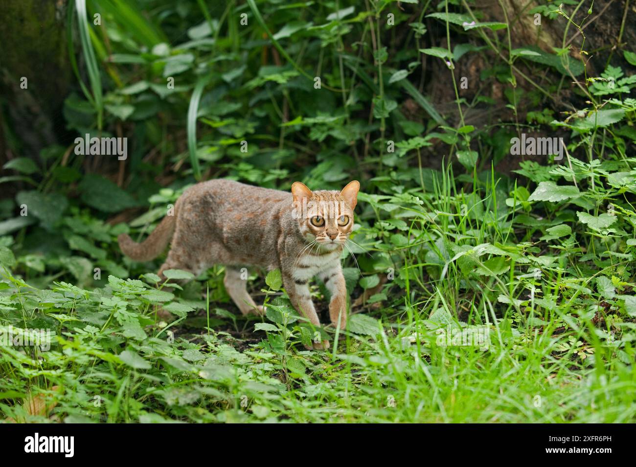 Rusty-spotted cat (Prionailurus rubininosus phillipsi) captive, occurs ...