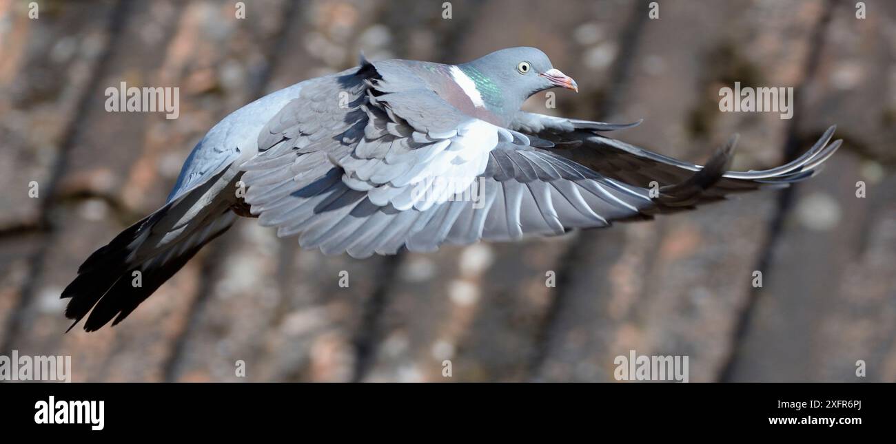 Flying pigeon may hi-res stock photography and images - Alamy