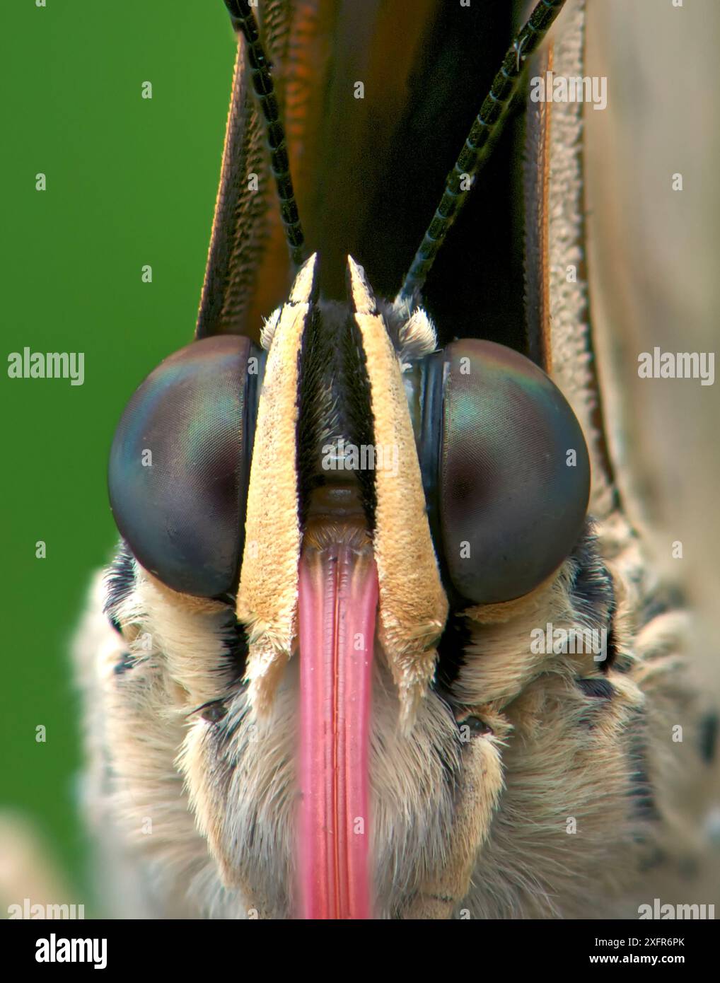 Prepona omphale hi-res stock photography and images - Alamy