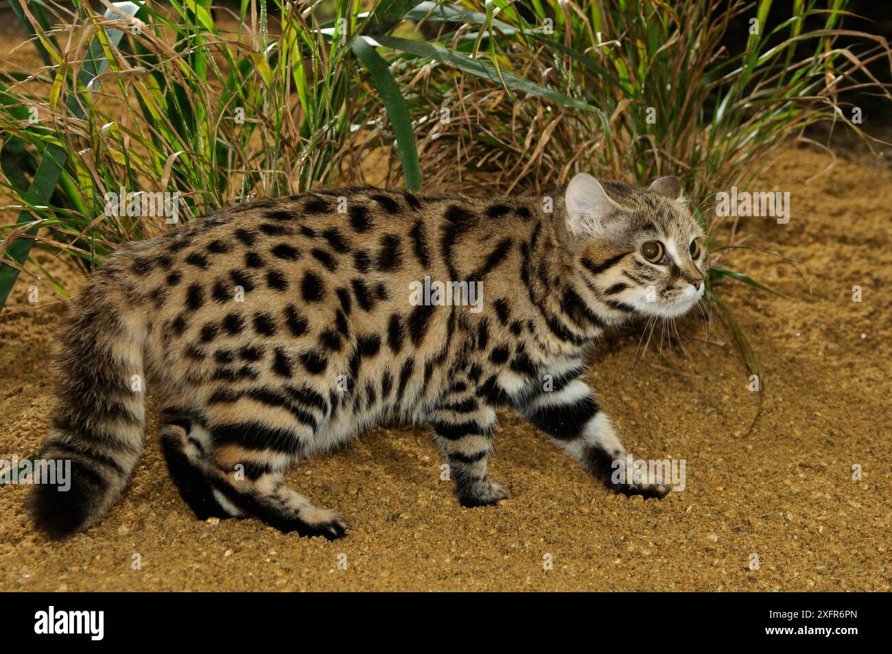 Black-footed cat (Felis nigripes) captive, occurs in Southern Africa ...