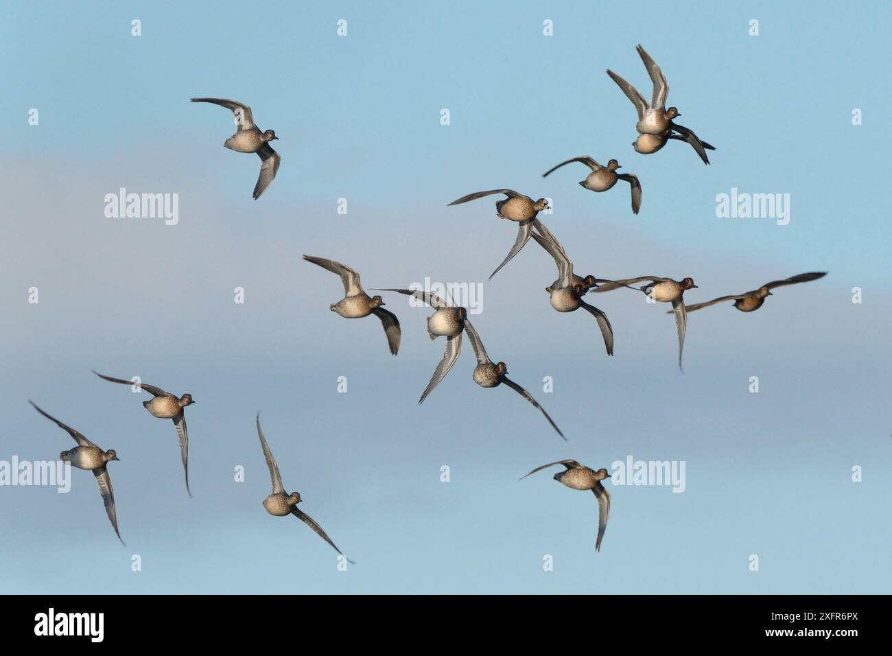 Flying anas crecca bird uk hi-res stock photography and images - Alamy