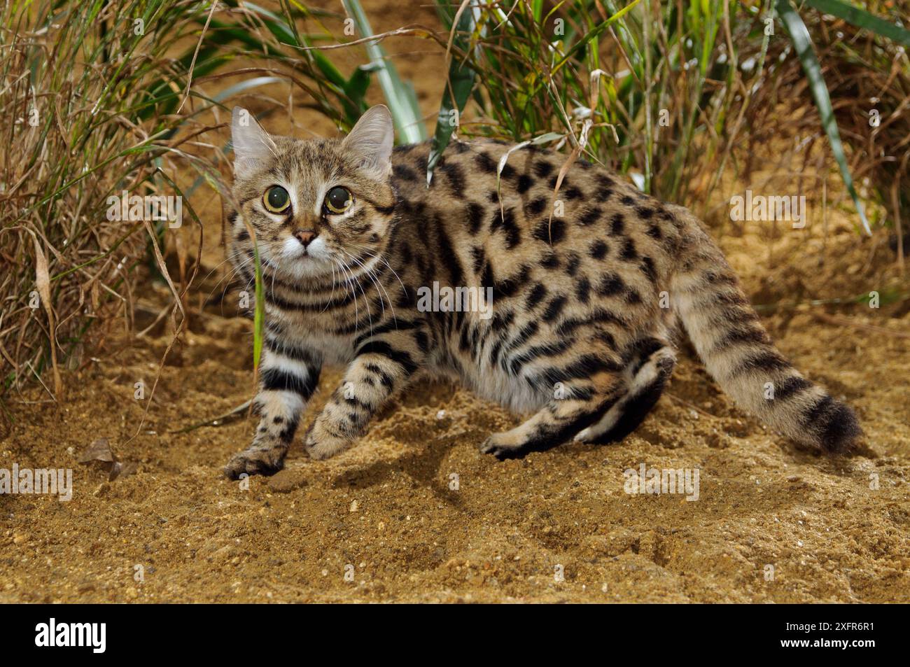 Black-footed cat (Felis nigripes) captive, occurs in Southern Africa., Port Lympne Wild Animal ...