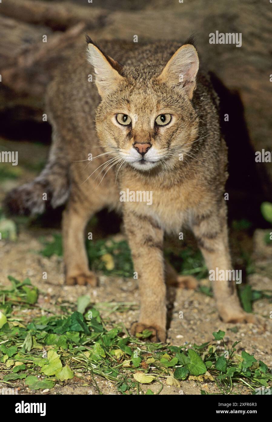Jungle / Reed cat ( Felis chaus) captive, occurs in N/th Africa, N/th ...