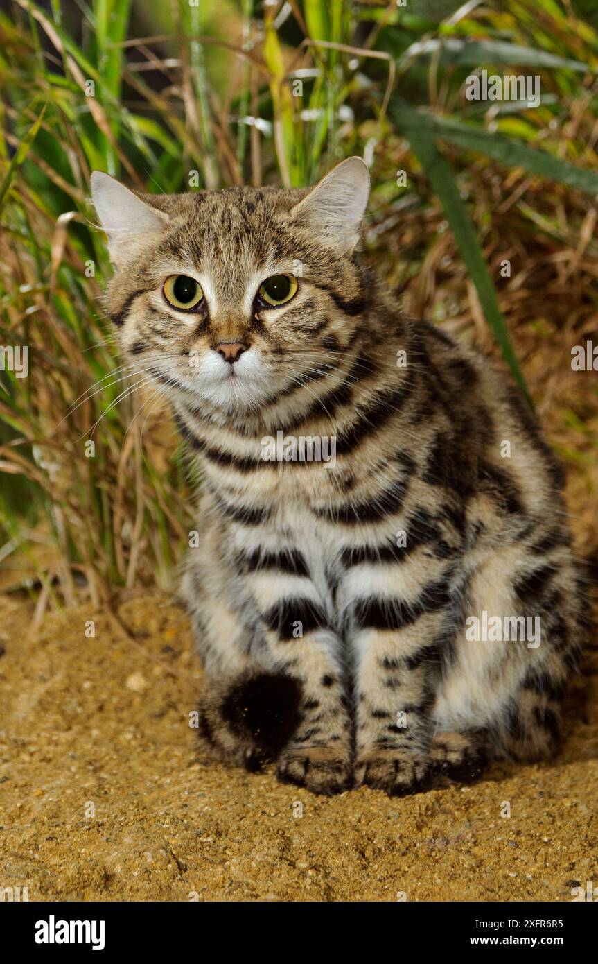 Black-footed cat (Felis nigripes) captive, occurs in Southern Africa ...