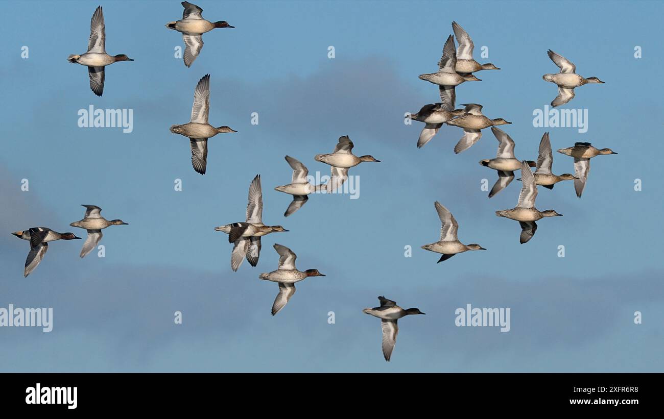 Common teal (Anas crecca) flock in flight overhead, RSPB Greylake ...