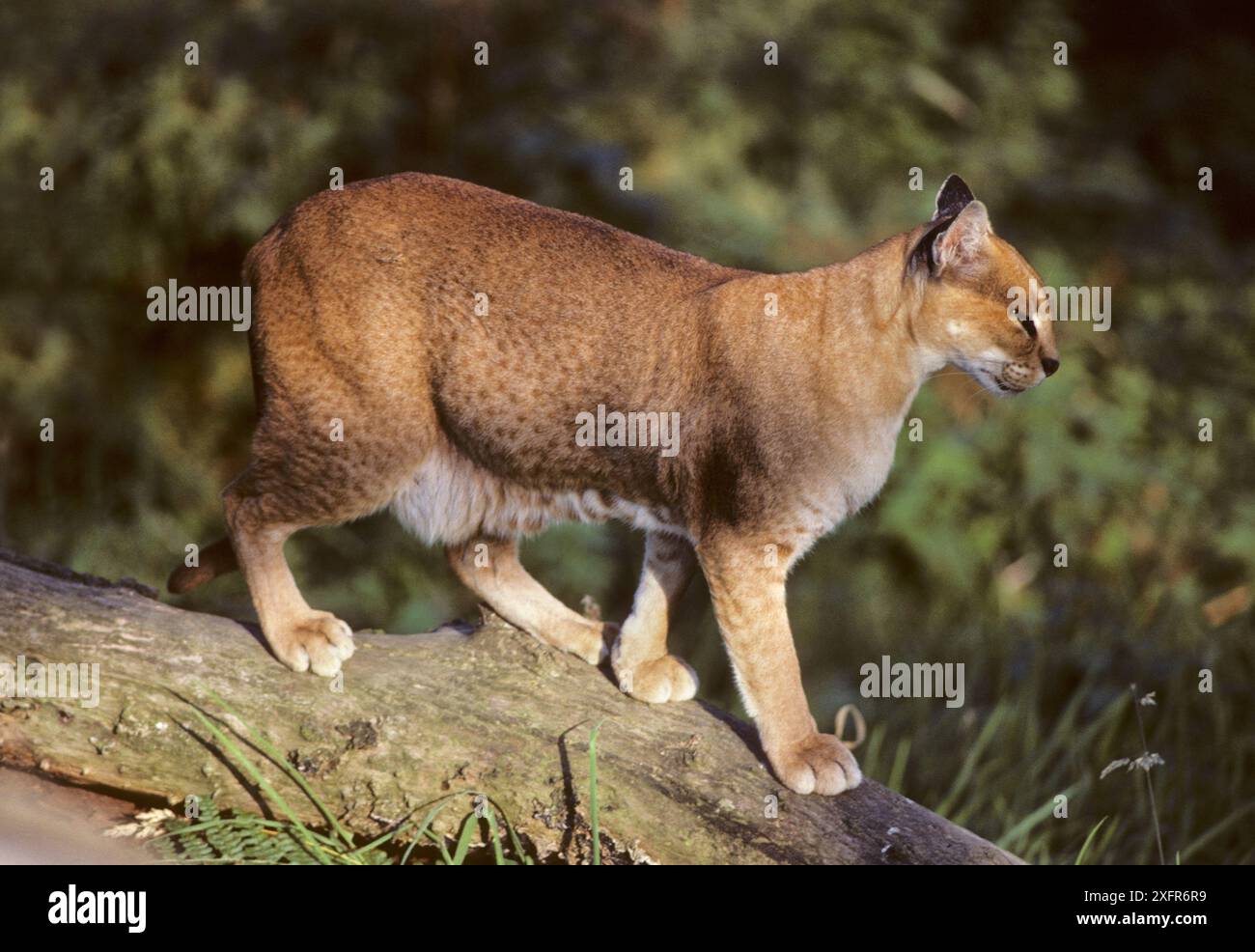 African golden cat (Caracal aurata) female, captive, occurs in W and ...