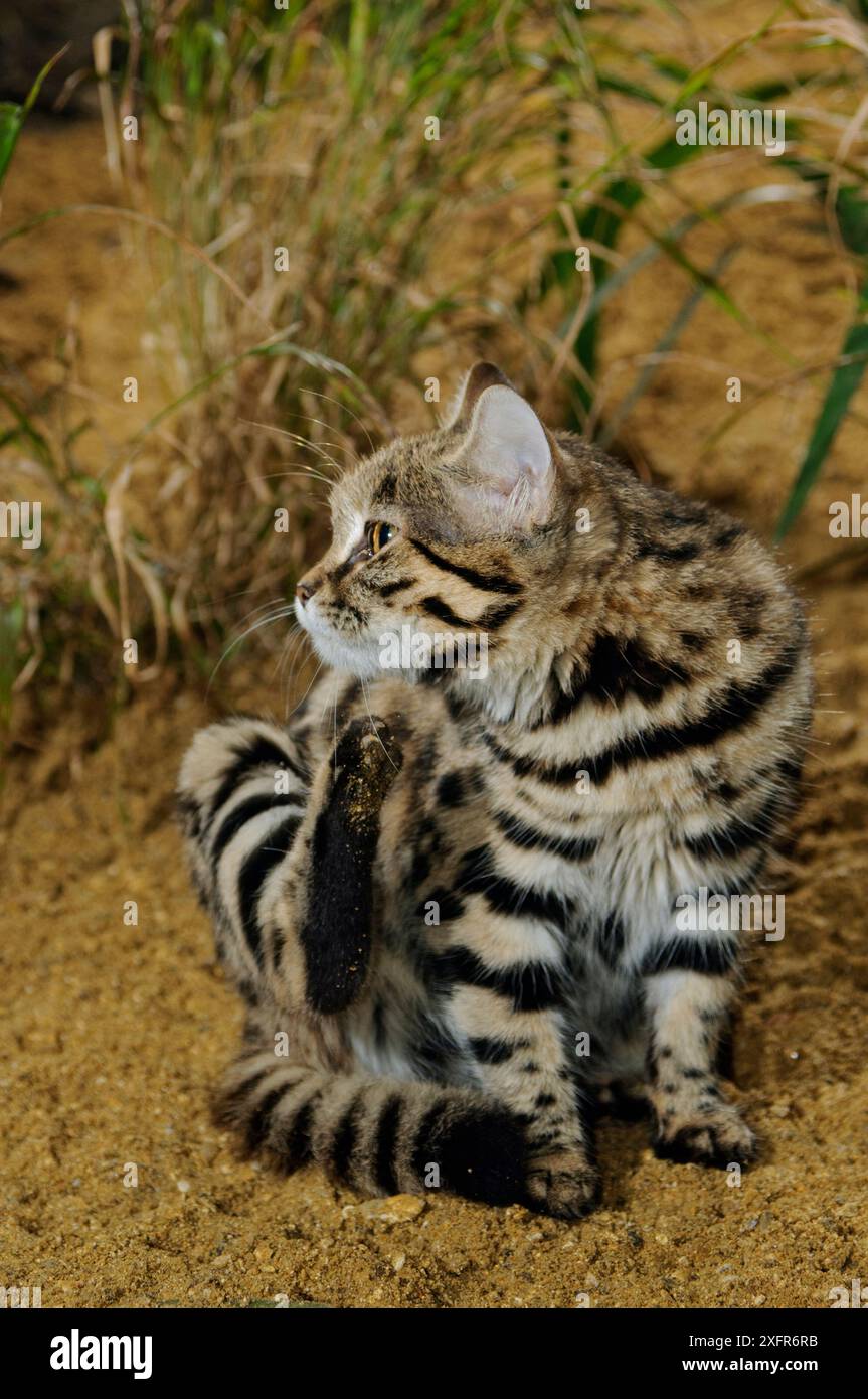 Black-footed cat (Felis nigripes) captive, occurs in Southern Africa ...
