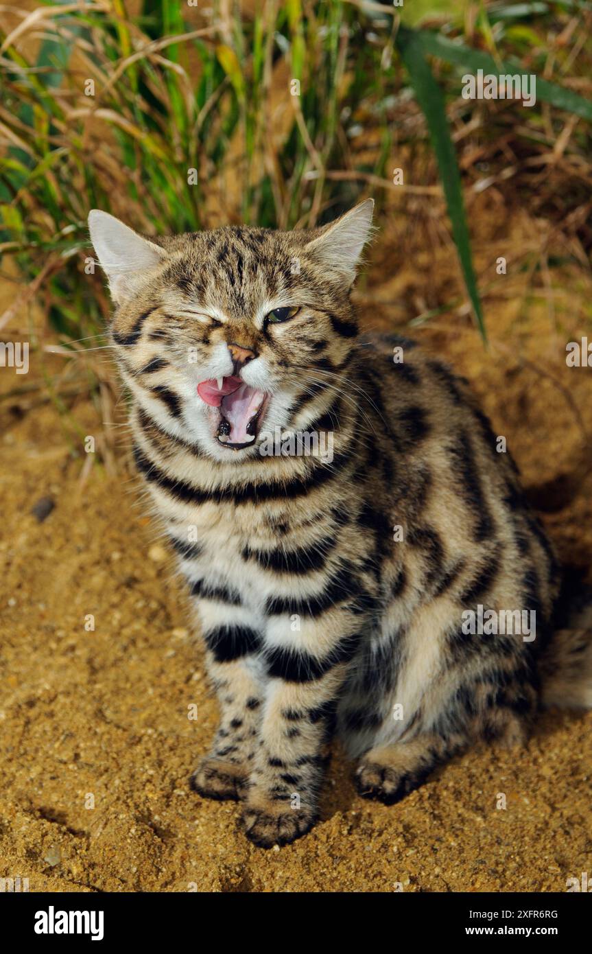 Black-footed cat (Felis nigripes) captive, occurs in Southern Africa ...