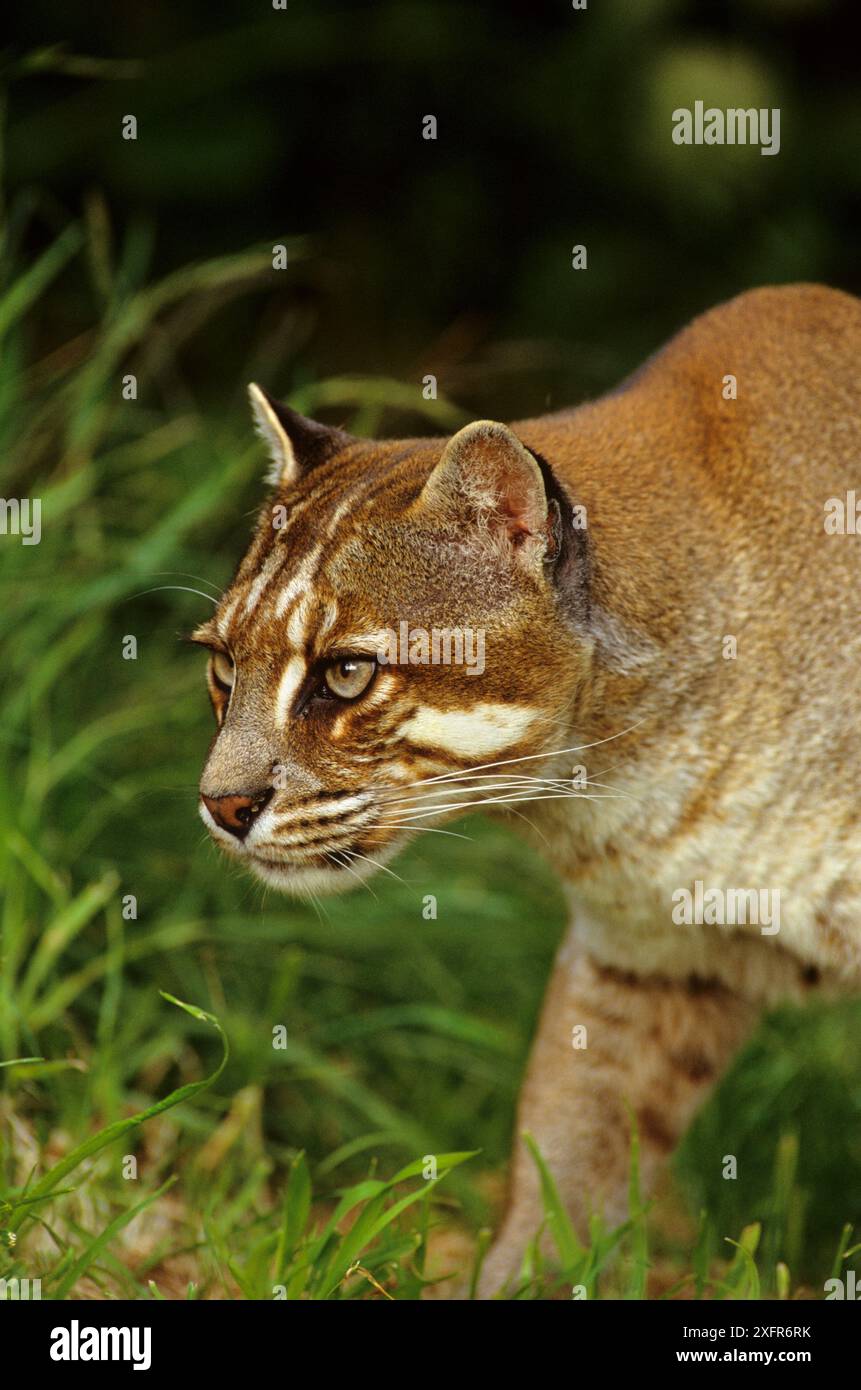 Asian golden cat hi-res stock photography and images - Alamy