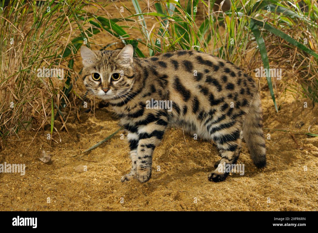 Black-footed cat (Felis nigripes) captive, occurs in Southern Africa ...