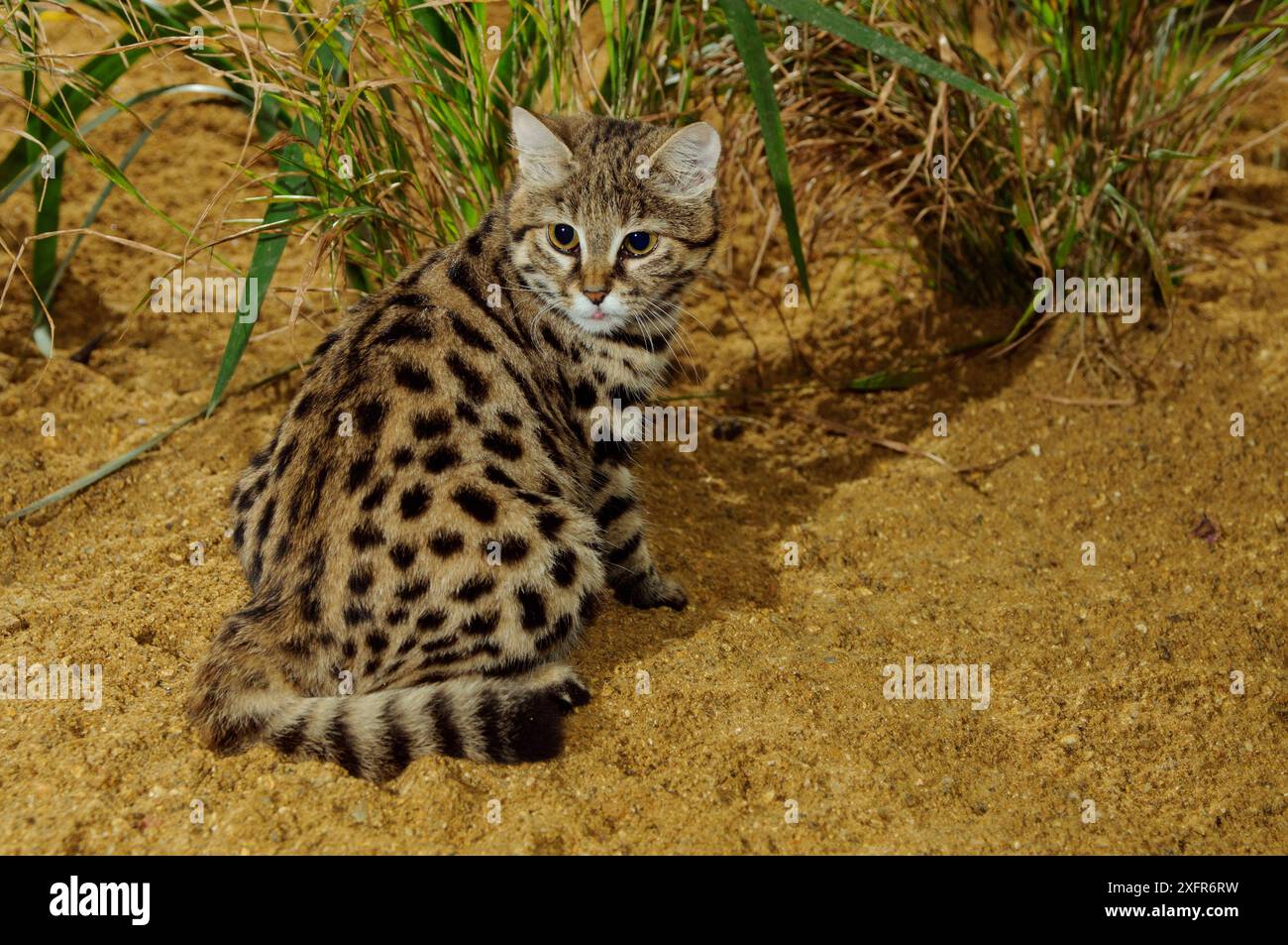 Black-footed cat (Felis nigripes) captive, occurs in Southern Africa ...