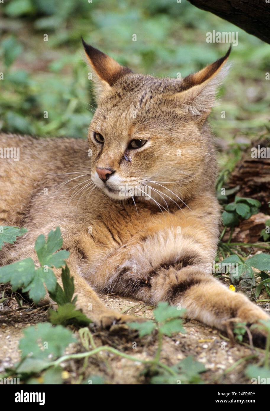 Jungle / Reed cat ( Felis chaus) captive, occurs in N Africa, N Asia ...