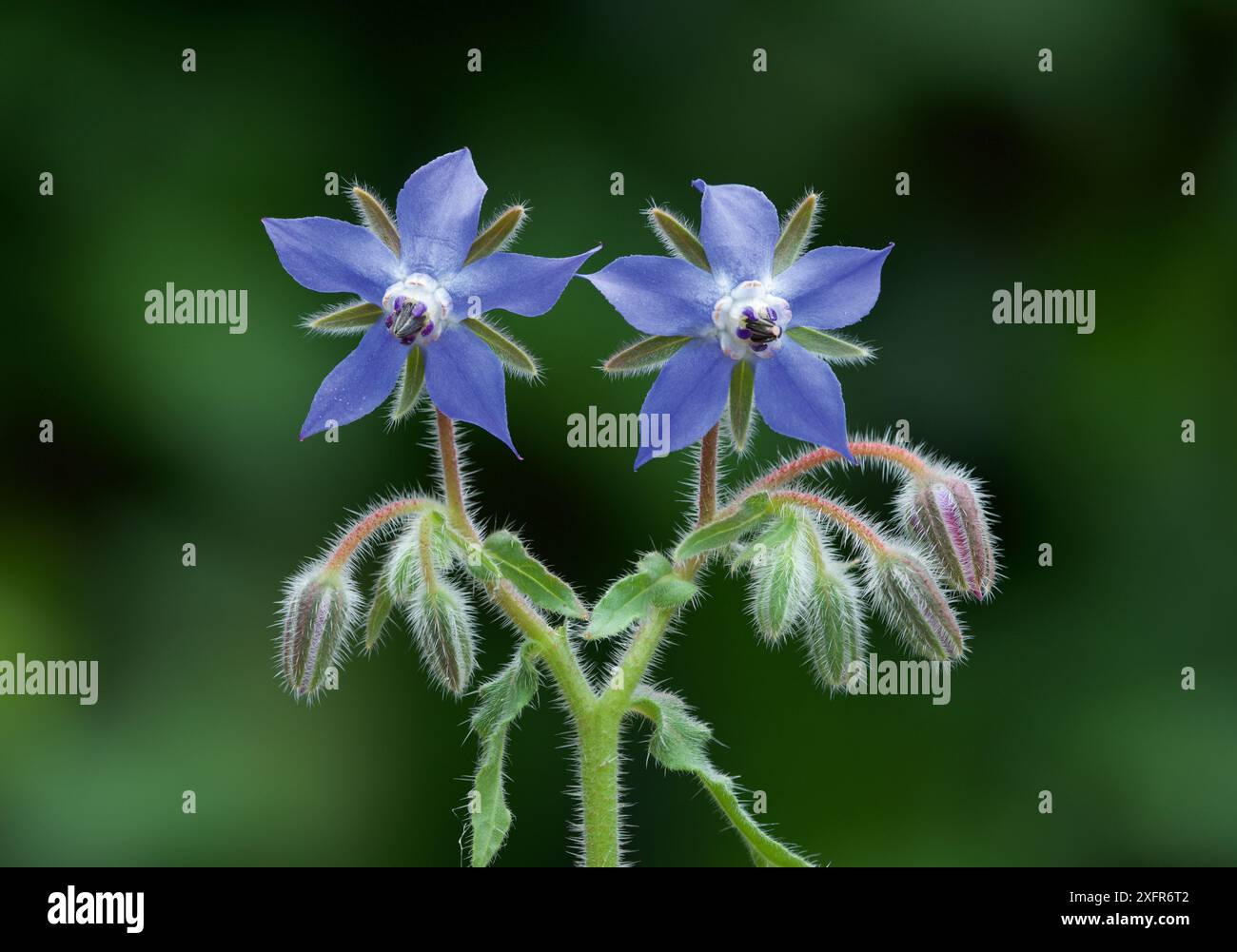 Borage flowers (Borago officinalis) near Nice, south of France, June ...