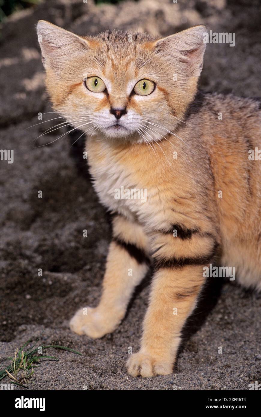 Sand cat (Felis margarita) captive, occurs in North Africa, Arabian ...