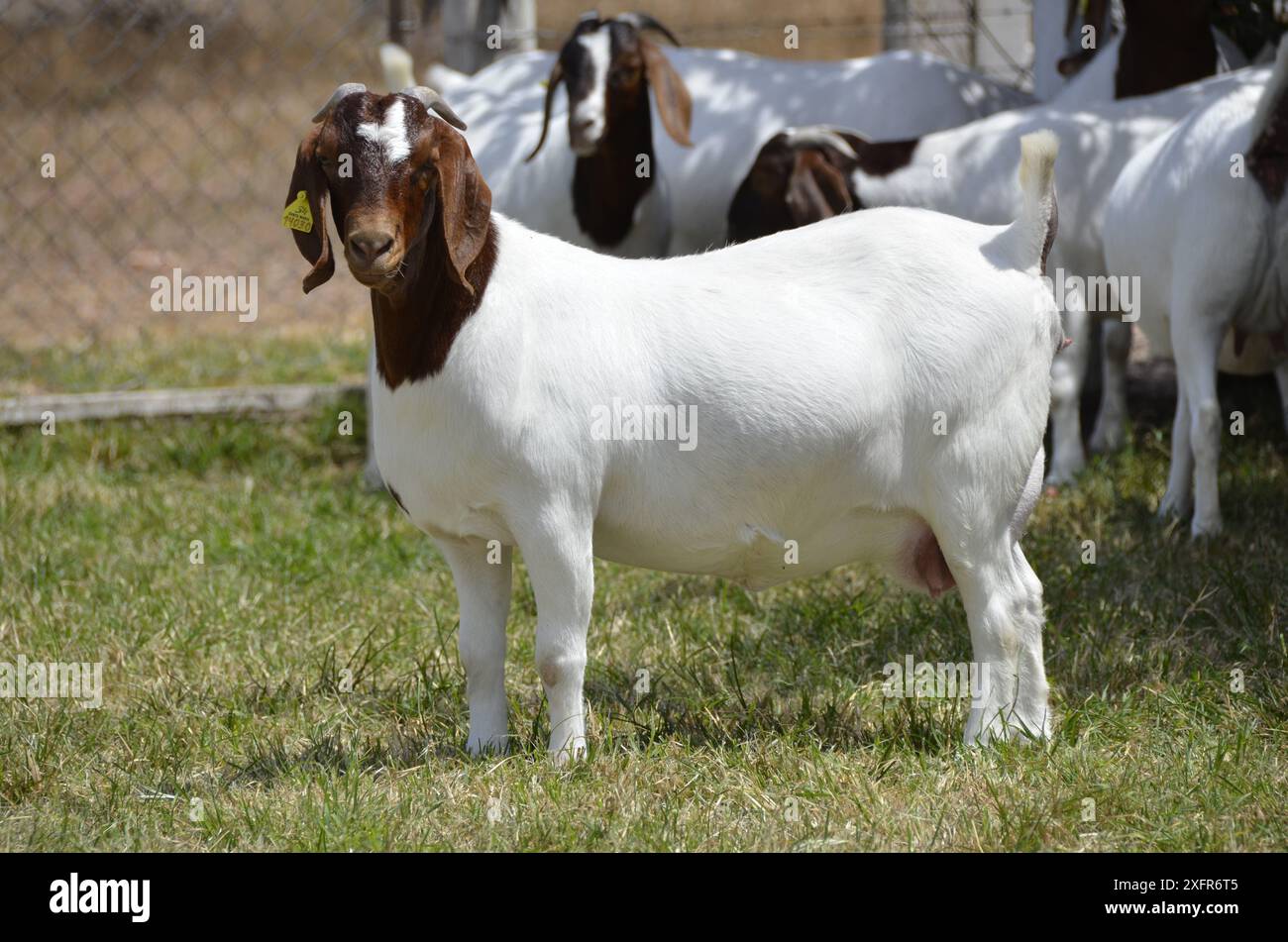 Beautiful female Boer Goats on the farm Stock Photo - Alamy